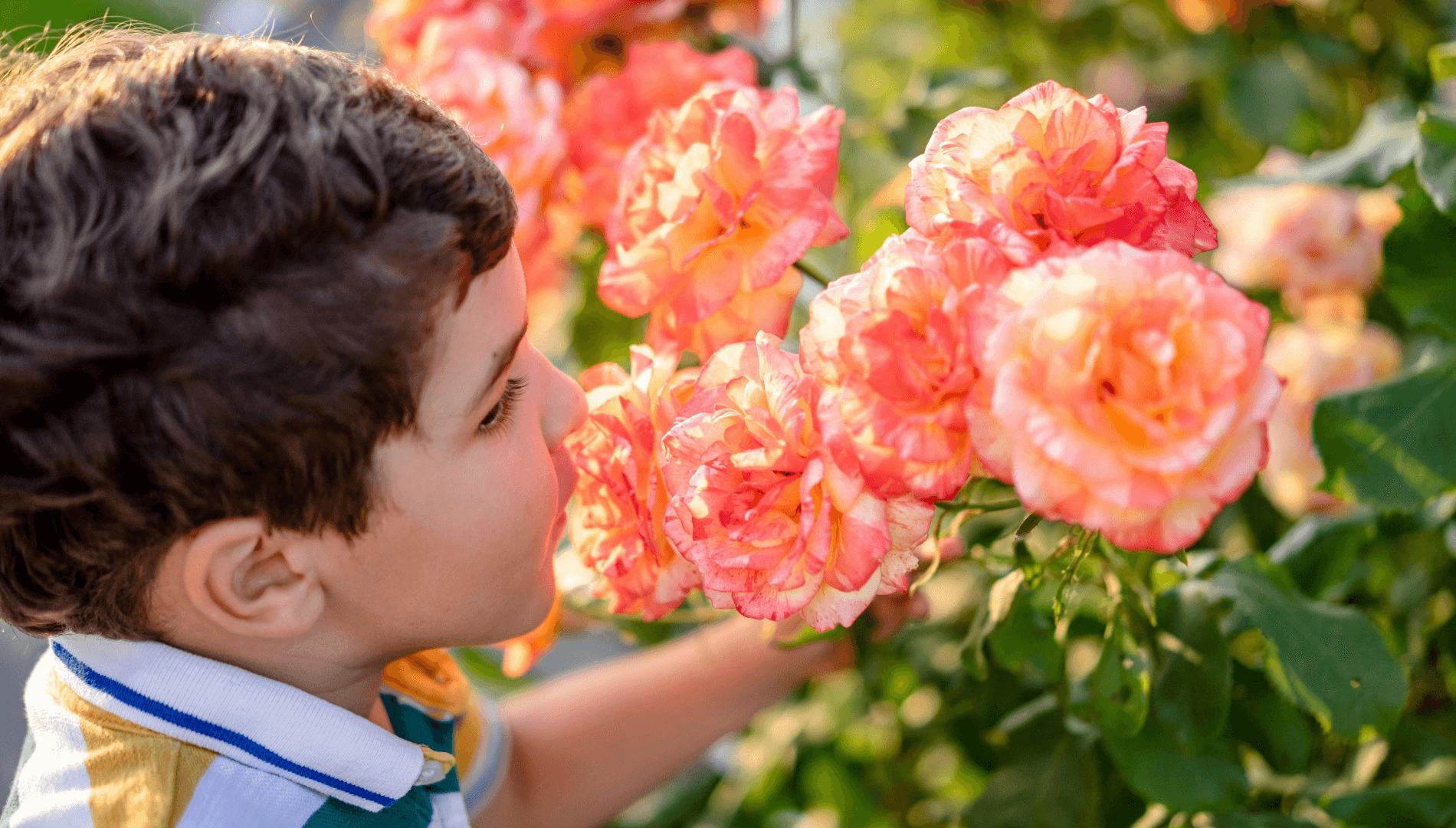 Exploring the Connection Between the Nose and Sense of Smell ...